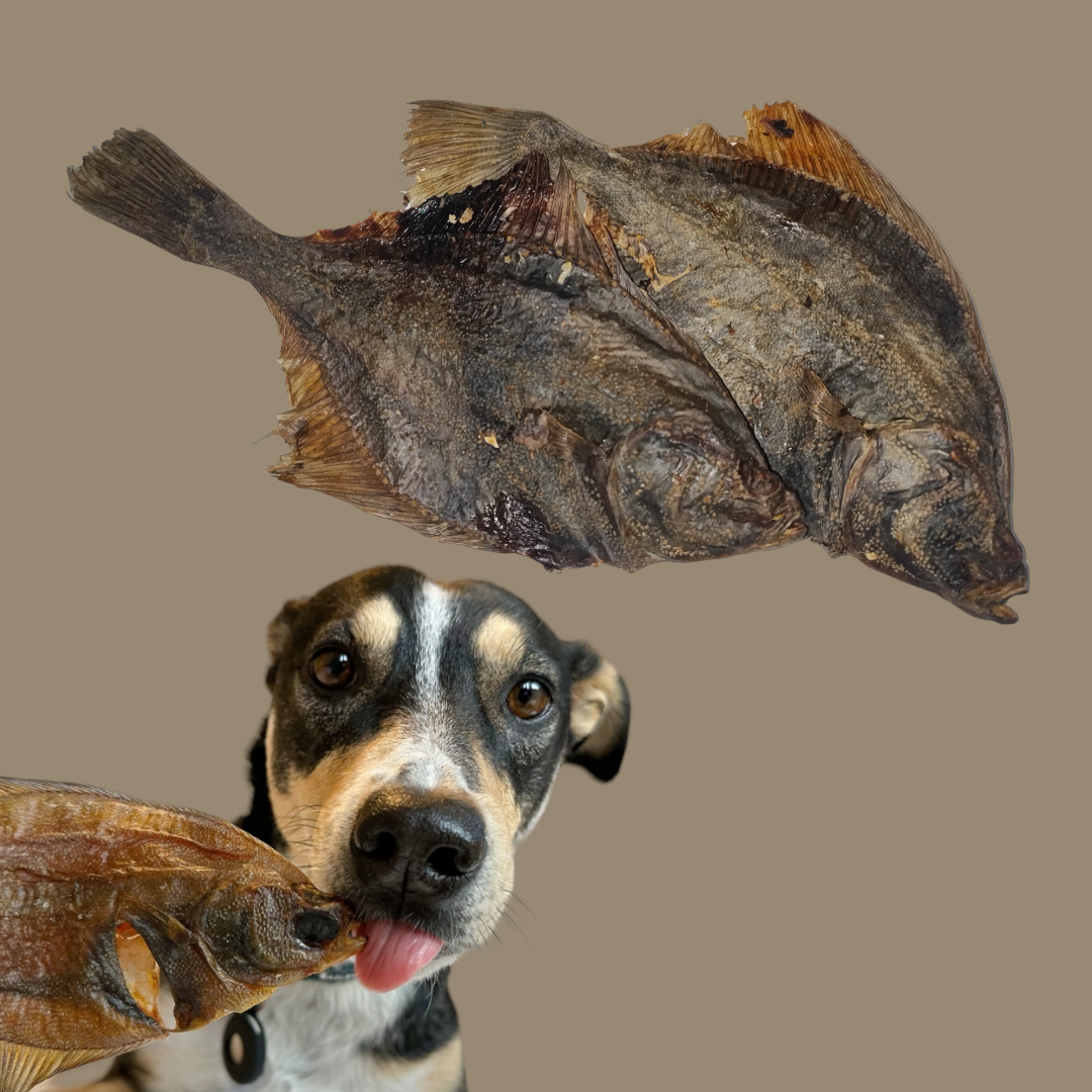 Flounder Fish – BARK Dog Shop